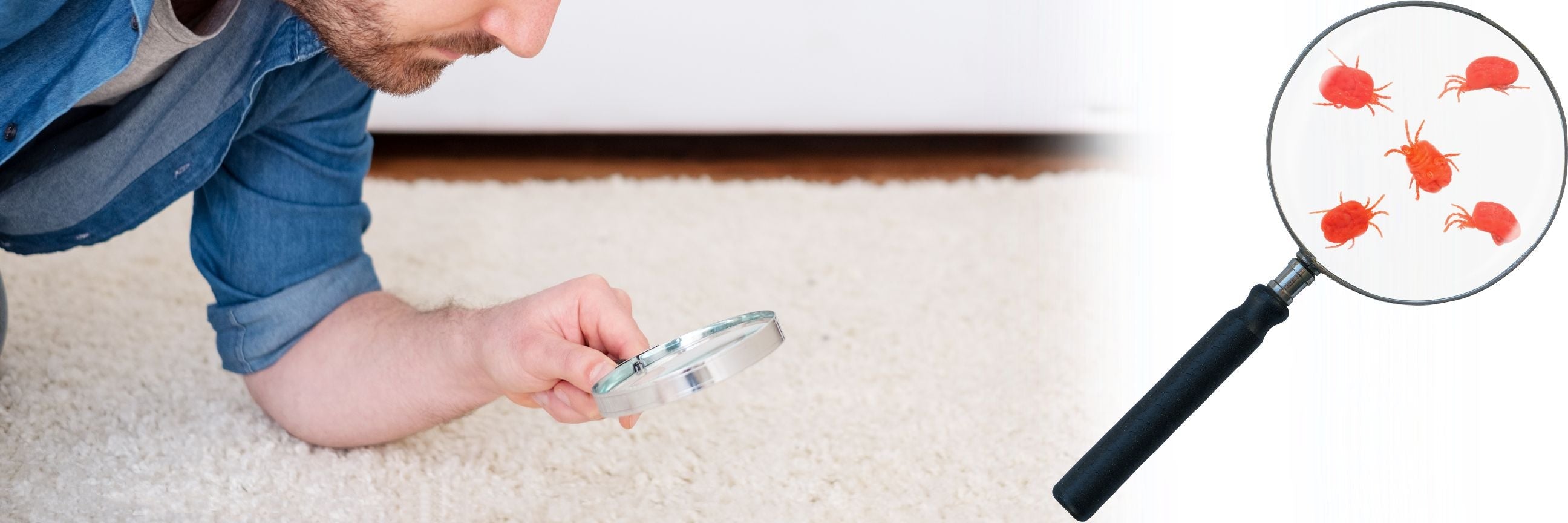 Milben im Teppich – was tun? | Outlet-Teppiche